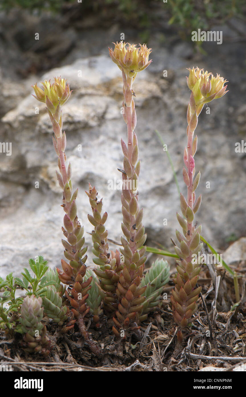 Reflexed Stonecrop (Sedum reflexum) flowering, Mount Acuto, Balestrino ...