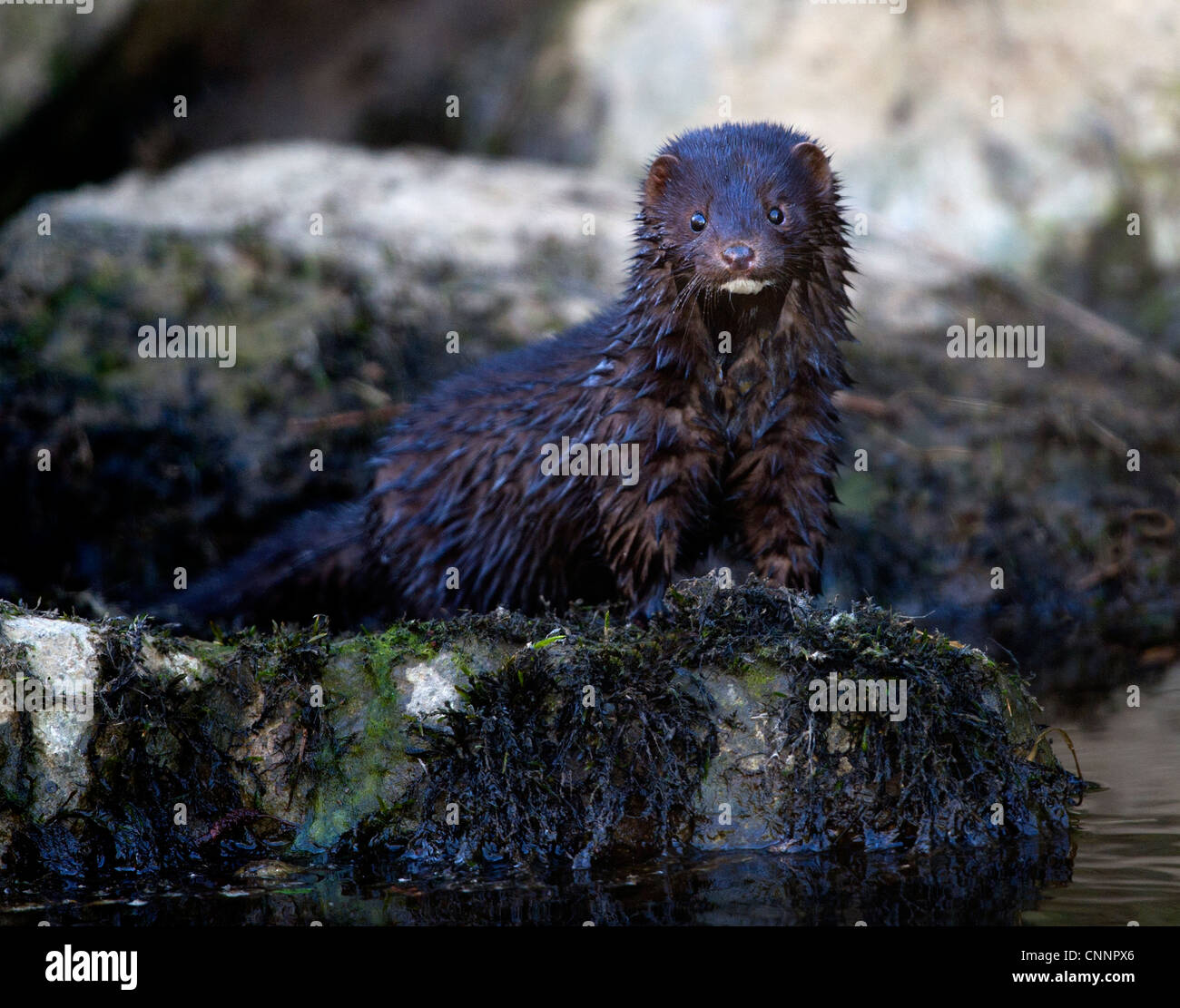 Wet mink hi-res stock photography and images - Alamy