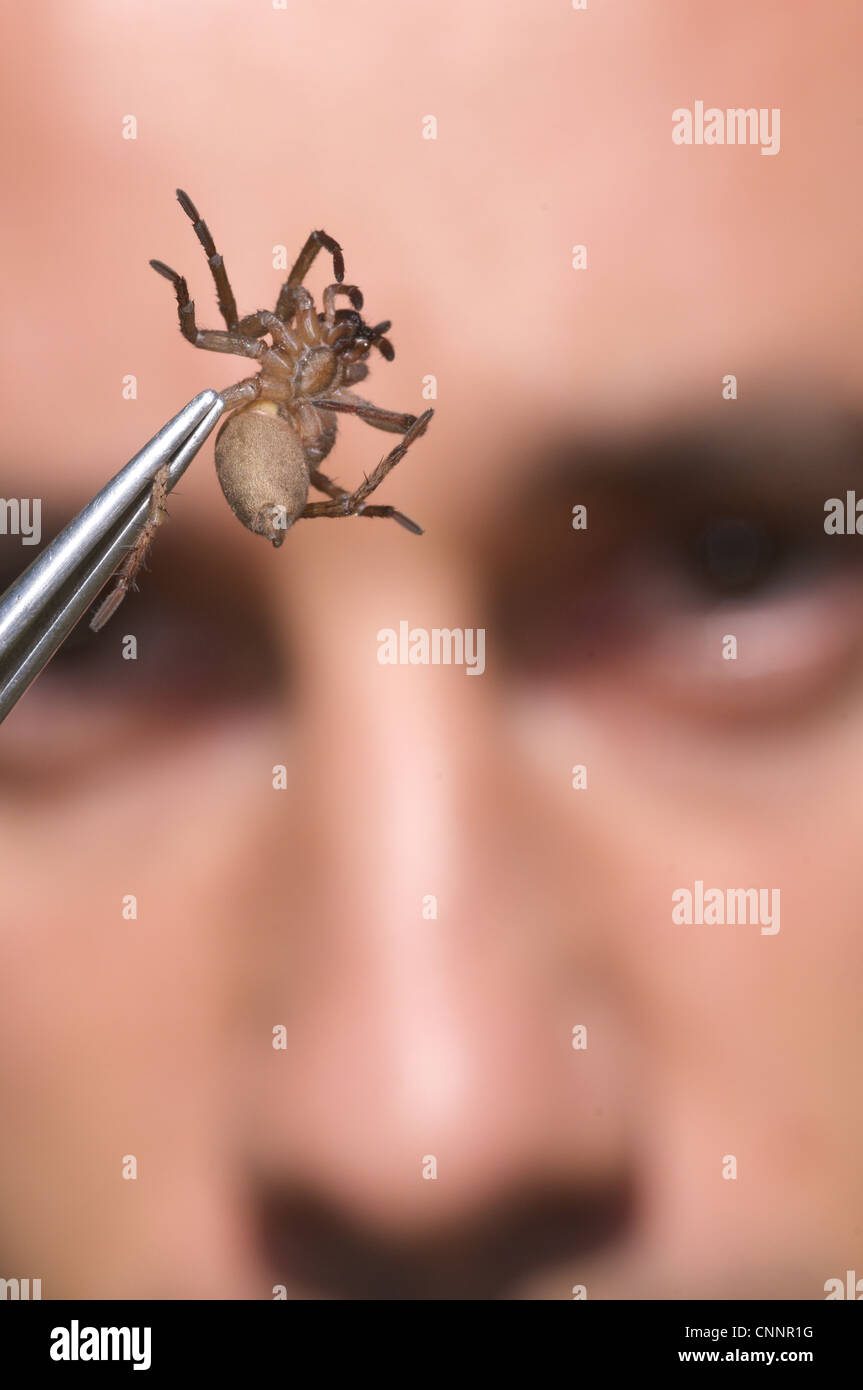 Arachnologist hi-res stock photography and images - Alamy