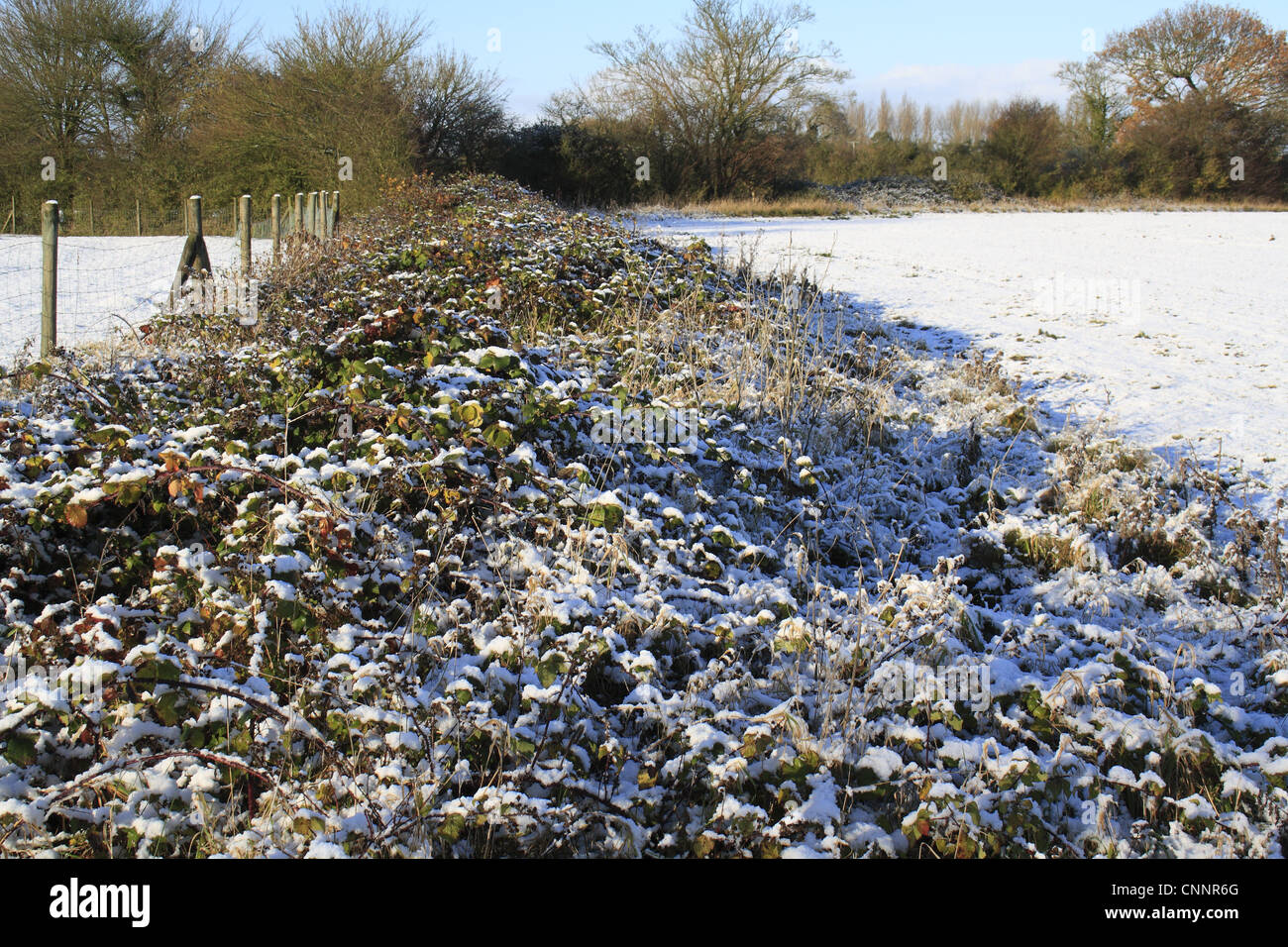 Bramble (Rubus fruticosus) snow covered patch, growing in hedgerow at ...