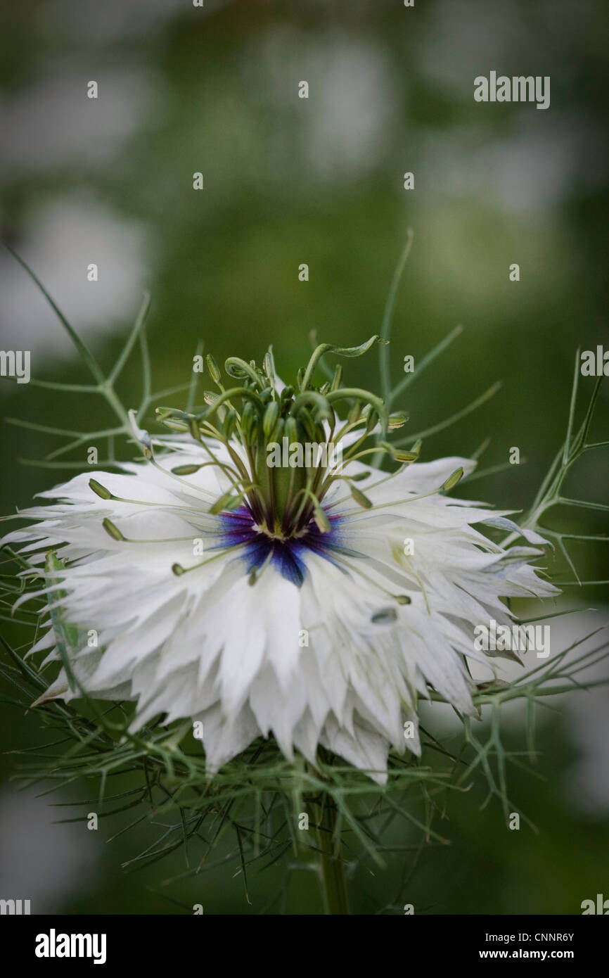 Love in the mist flower with a diffused background. This flower denotes ...