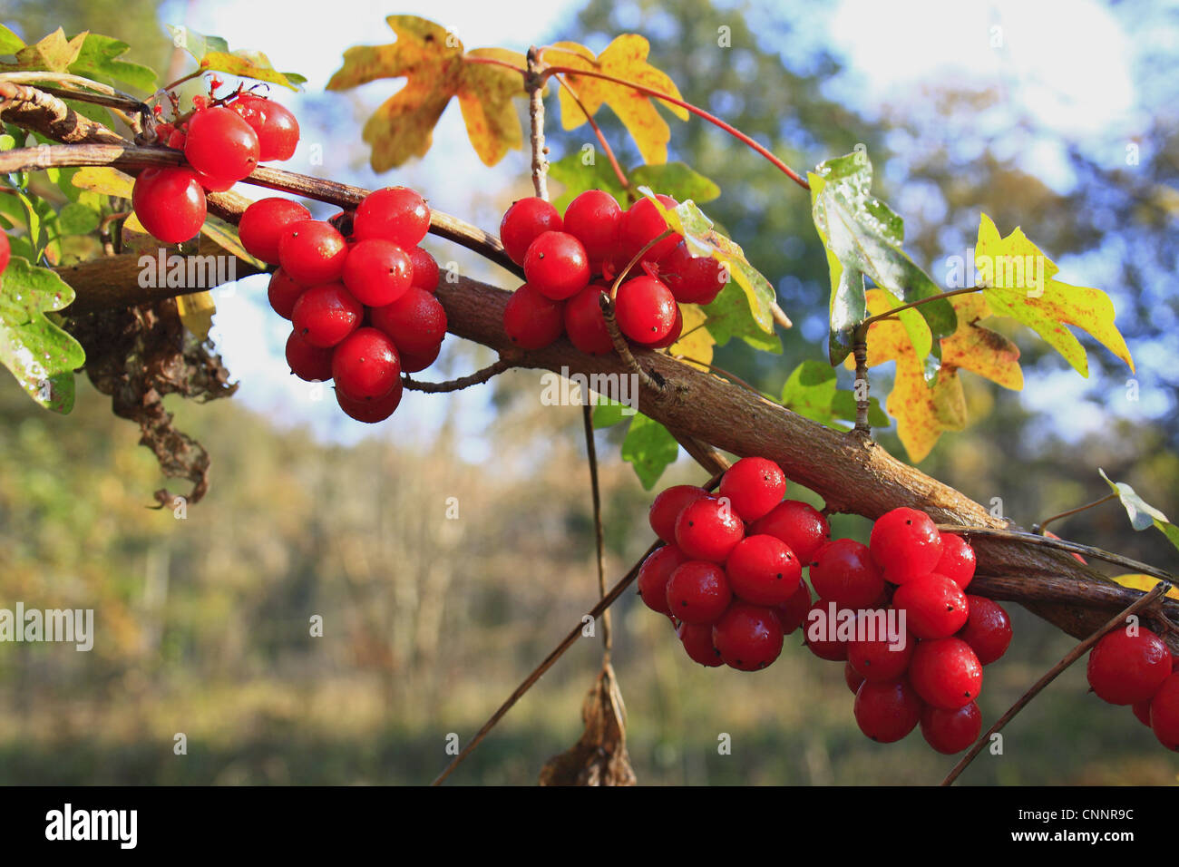Black Bryony Tamus communis close-up berries twining Field Maple Acer ...