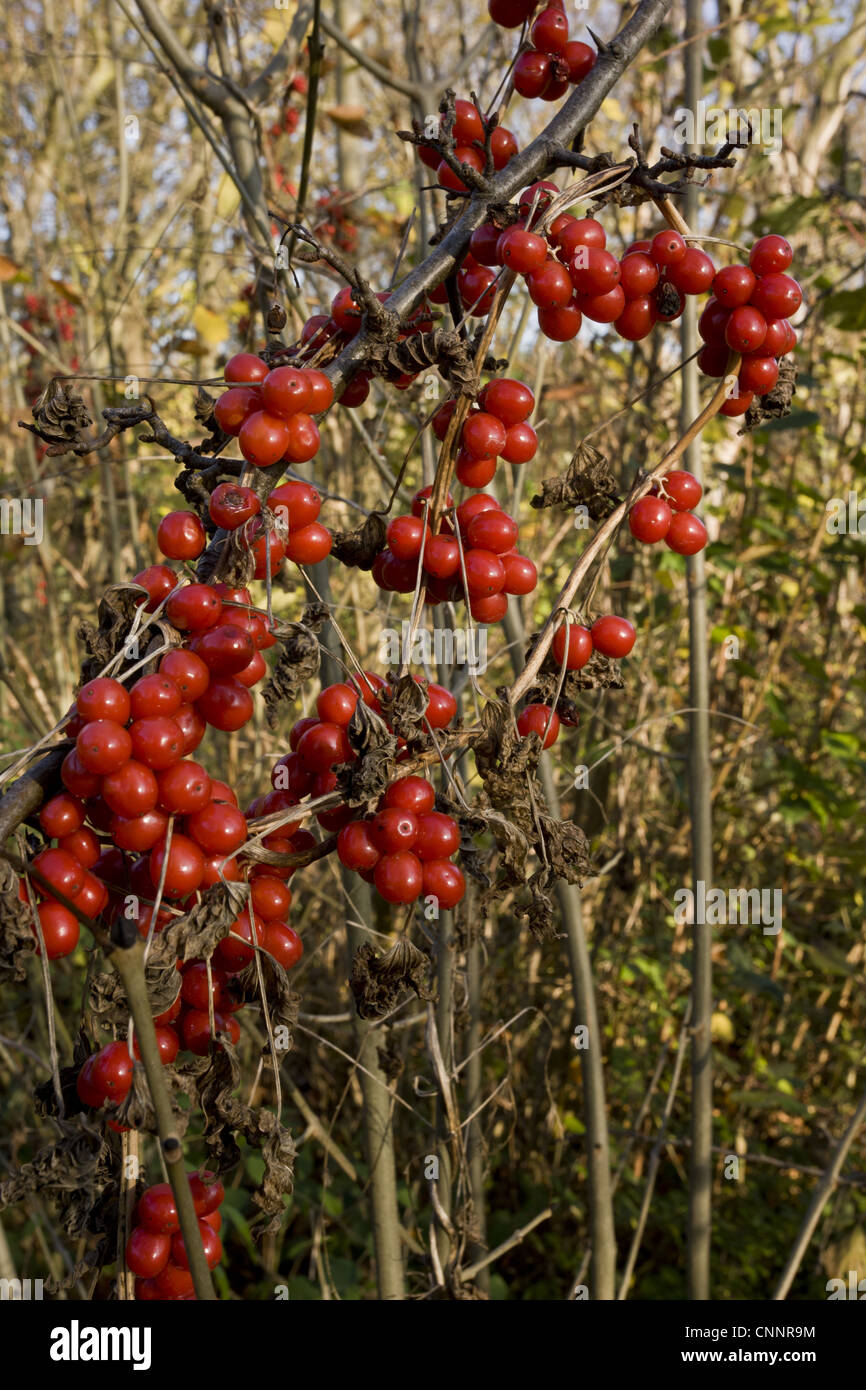 Black Bryony (Tamus communis) close-up of berries, Mill Hill, Ranscombe ...