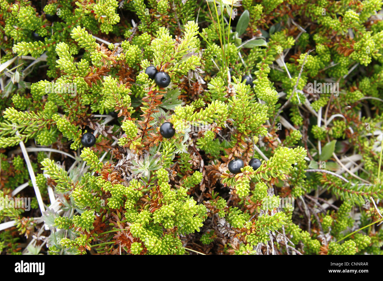Crowberry (Empetrum nigrum) berries, Handa Island, Sutherland ...
