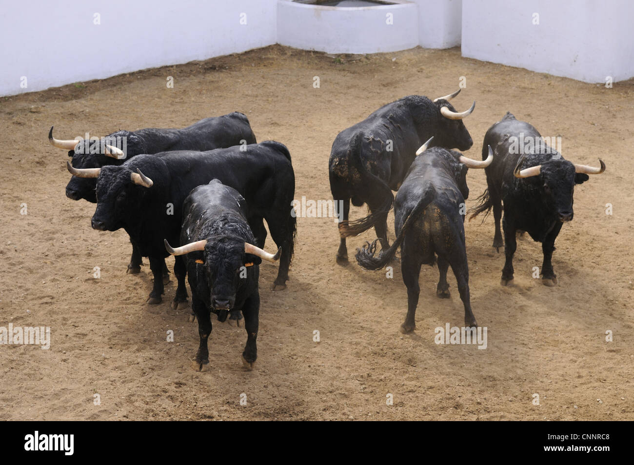 Bullfighting, six bulls, two for each matador of single corrida event ...