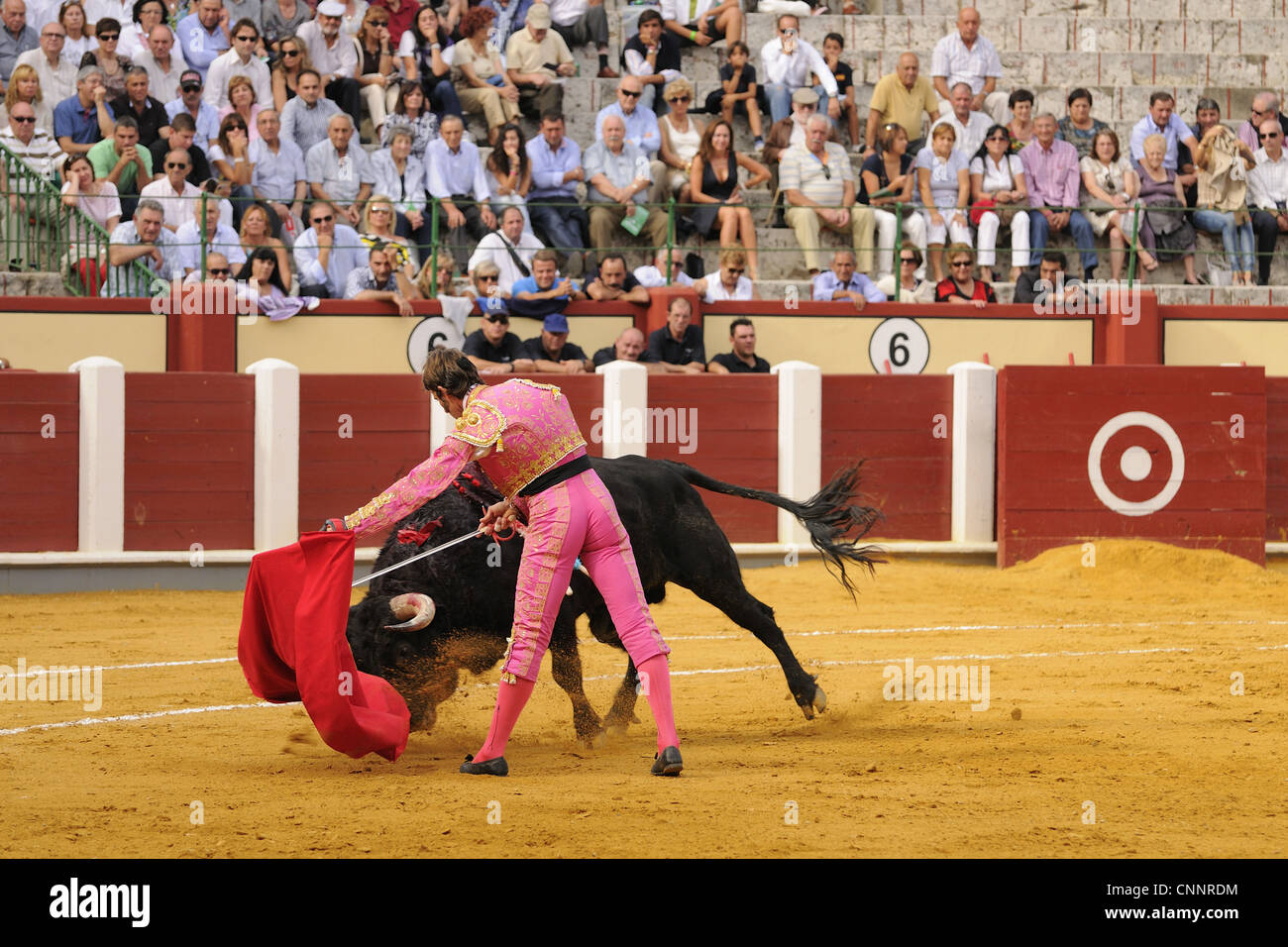 Bullfighting Matador muleta sword fighting bull impaled banderillas ...