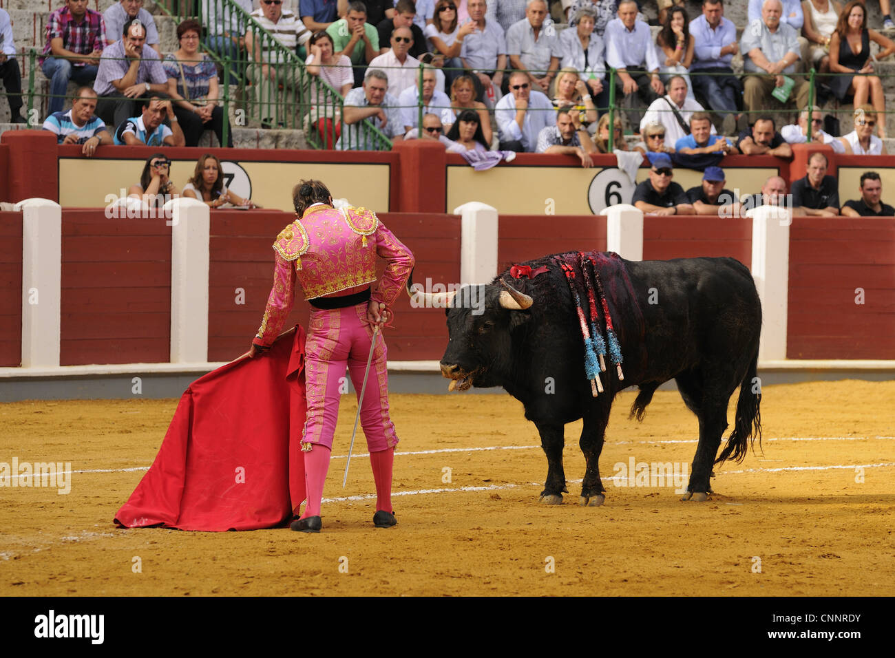 Bullfighting Matador muleta sword fighting bull impaled banderillas ...