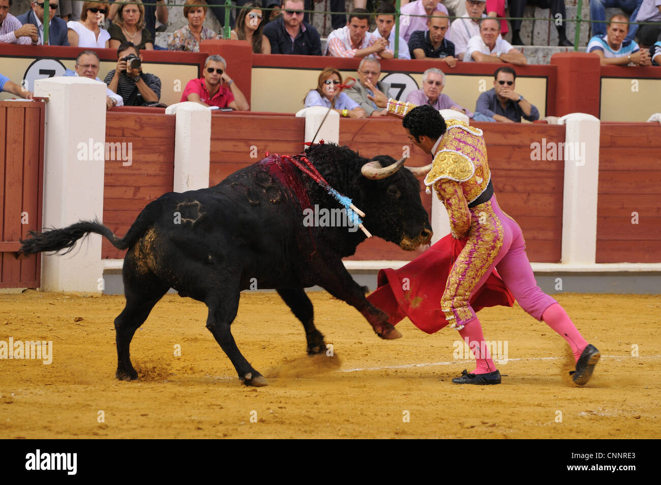 Bullfighting Matador muleta sword fighting bull impaled banderillas ...