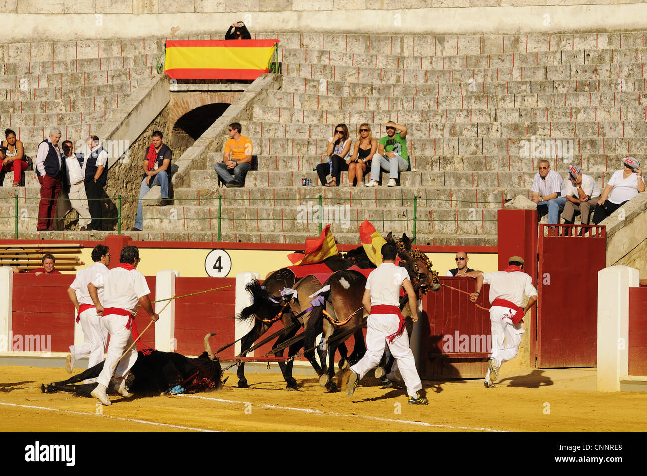 Bullfighting, mules dragging dead bull out of bullring, Spain ...