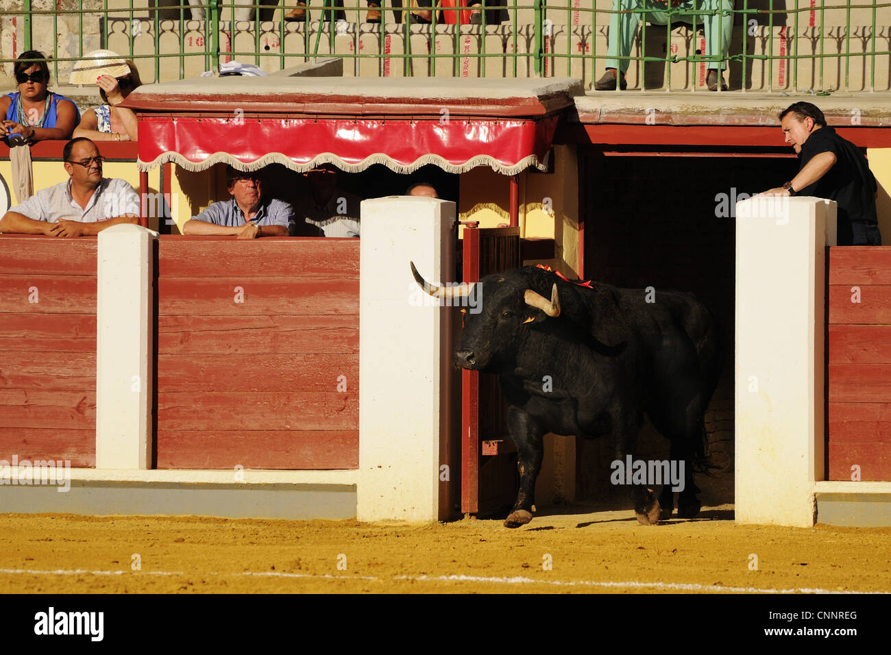 Bull breeds hi-res stock photography and images - Alamy