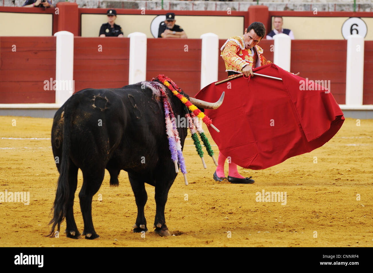Bullfighting Matador muleta sword fighting bull impaled banderillas ...