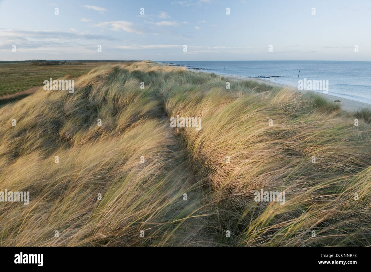 Marram Grass (Ammophila arenaria) growing on coastal sand dune habitat ...