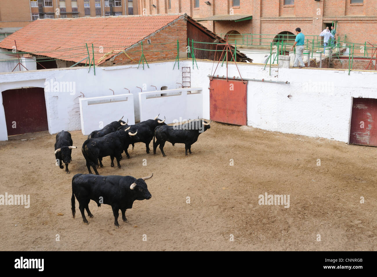 Bullfighting, six bulls, two for each matador of single corrida event ...