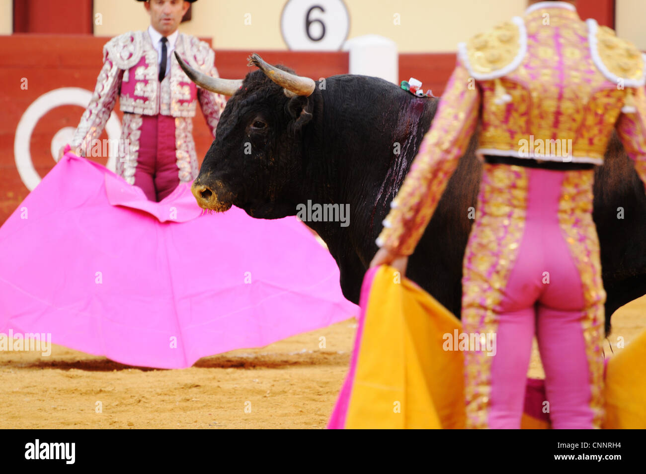 Fighting bull toro bravo breed hi-res stock photography and images - Alamy