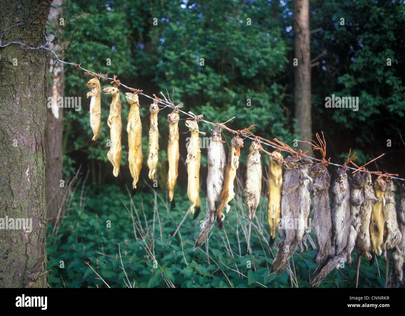 Gibbet hi-res stock photography and images - Alamy