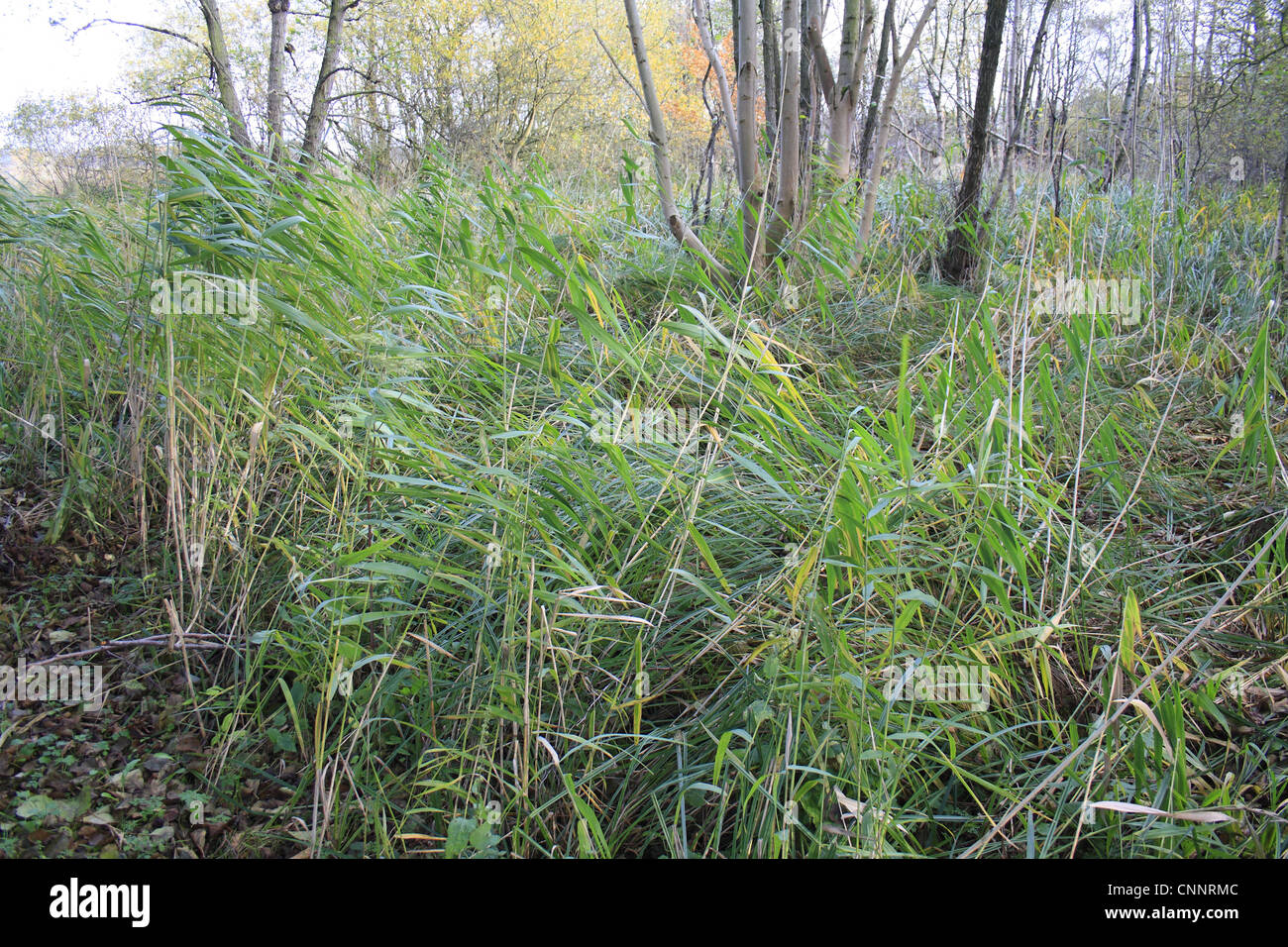 Common Reed Phragmites australis growing alder carr wet woodland ...