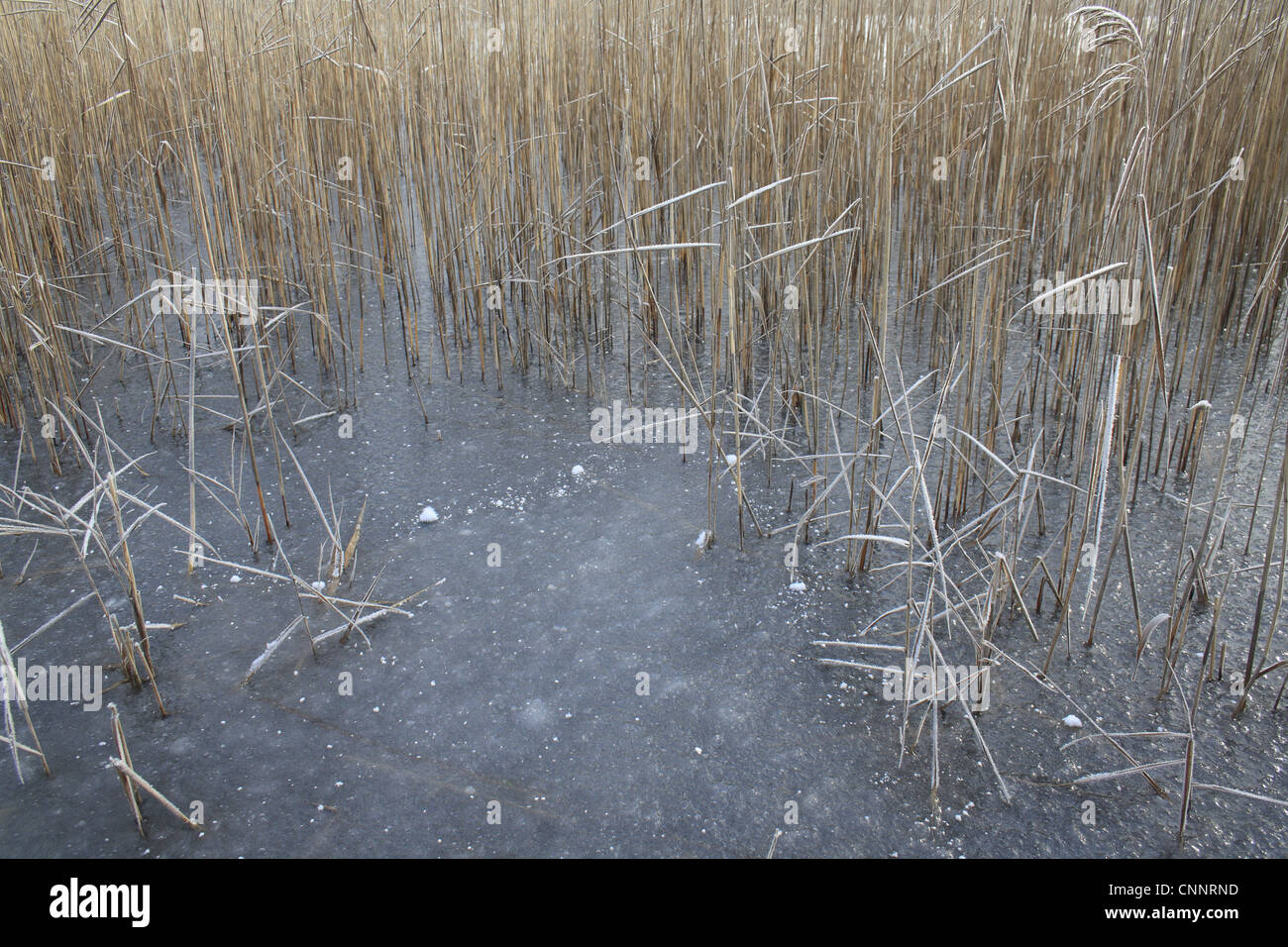 Common Reed Phragmites australis reedbed habitat frozen scape river ...