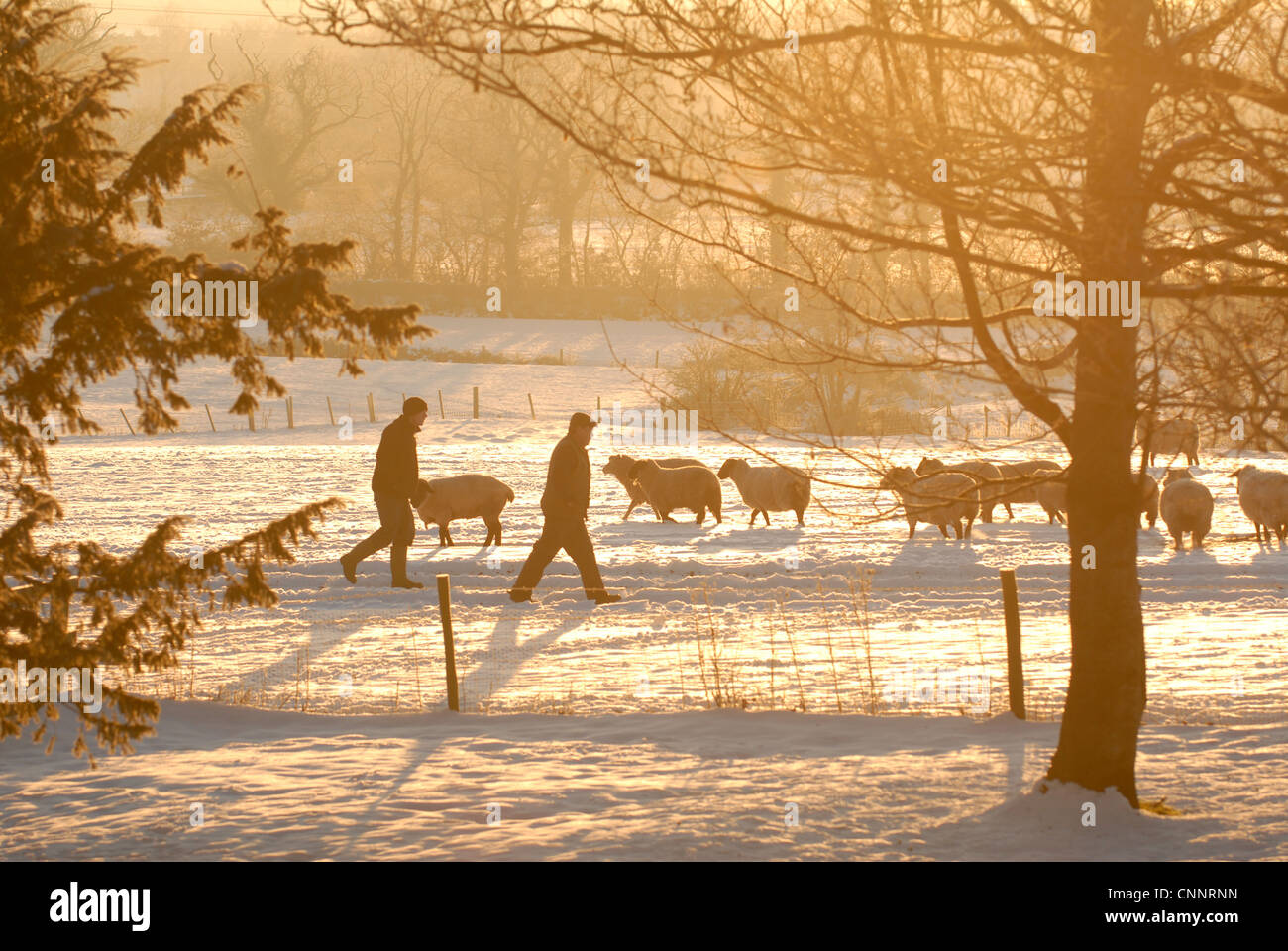 Sheep inspection hi-res stock photography and images - Alamy