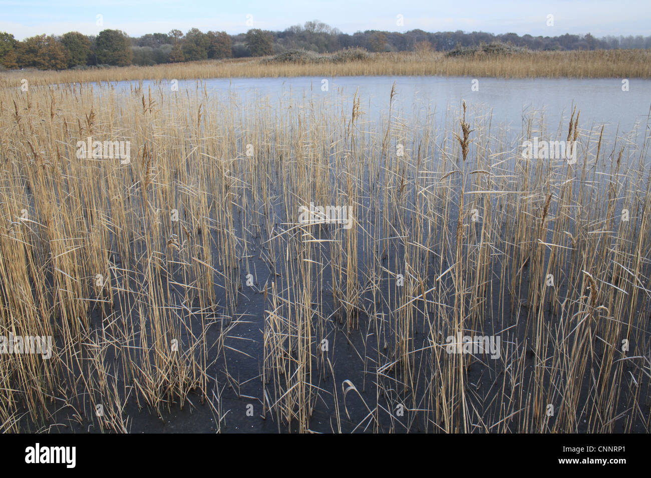 Common Reed Phragmites australis reedbed habitat frozen scape river ...