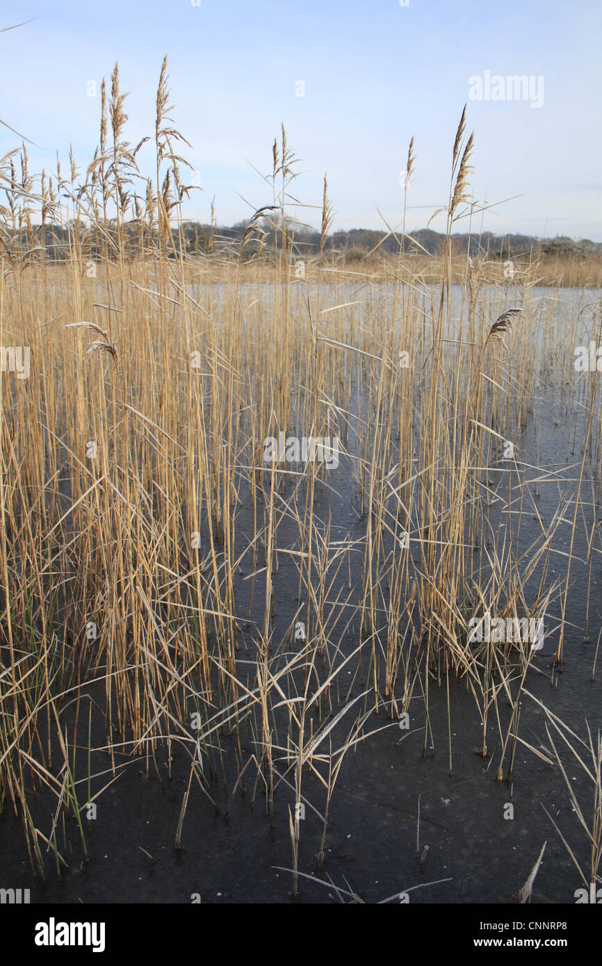 Common Reed Phragmites australis reedbed habitat frozen scape river ...
