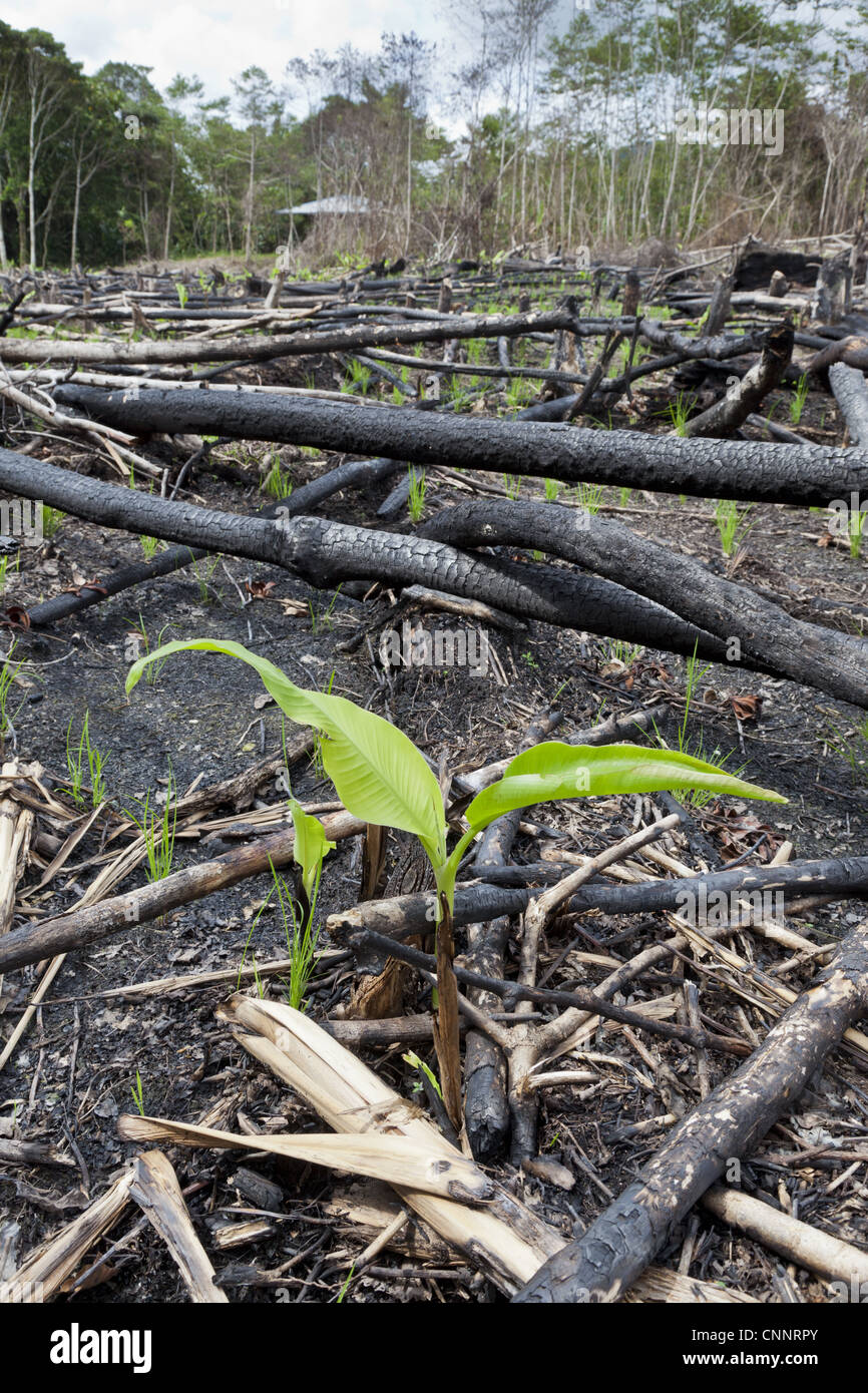 Slash and burn agriculture in rainforest, Sarawak, Borneo, Malaysia ...