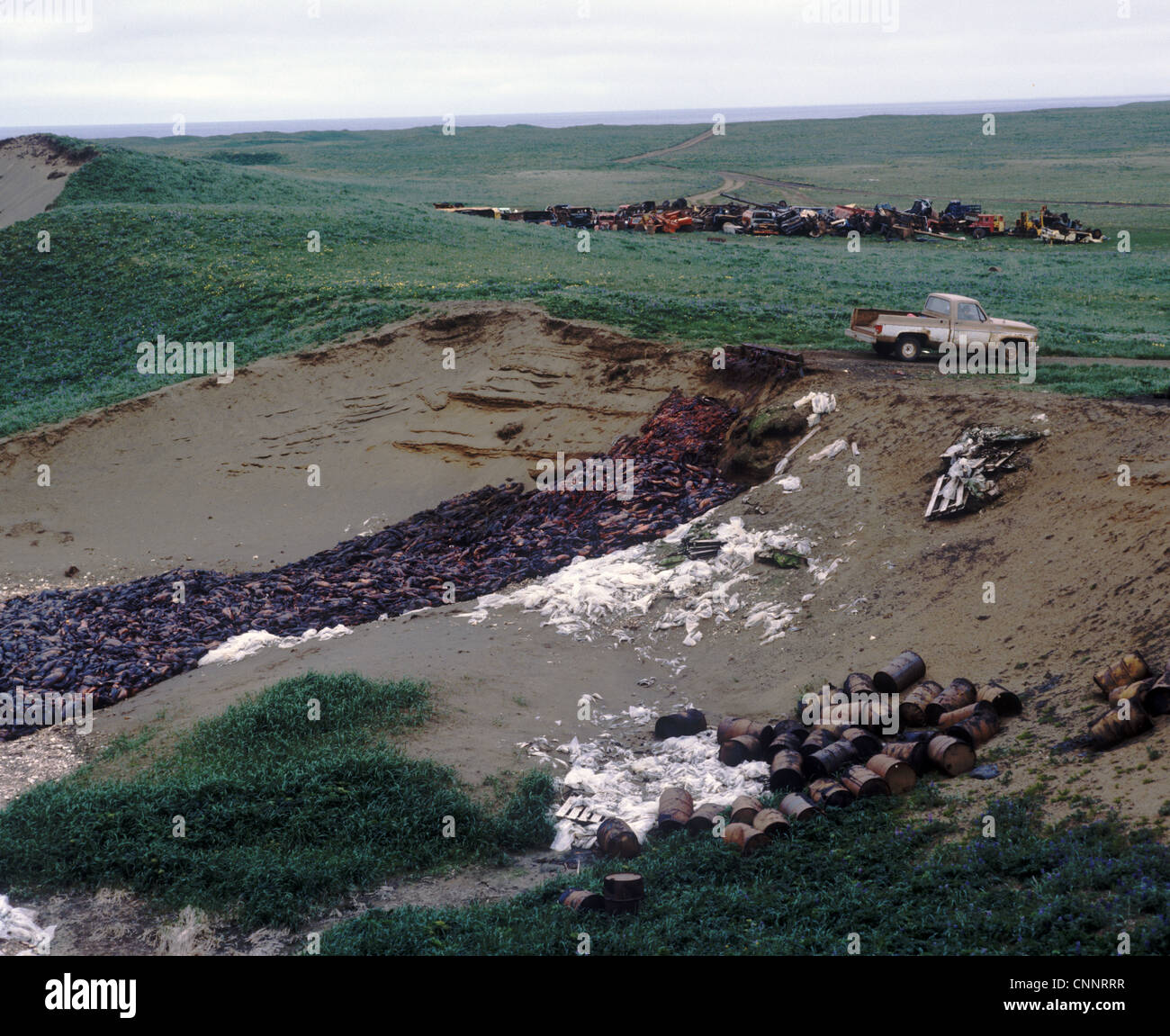Destruction-Seal Cull Pit containing "harvested" carcasses of Northern ...