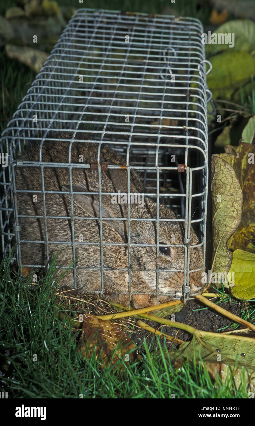 Destruction - Traps Rabbit (Oryctolagus cuniculus) trapped in live trap ...