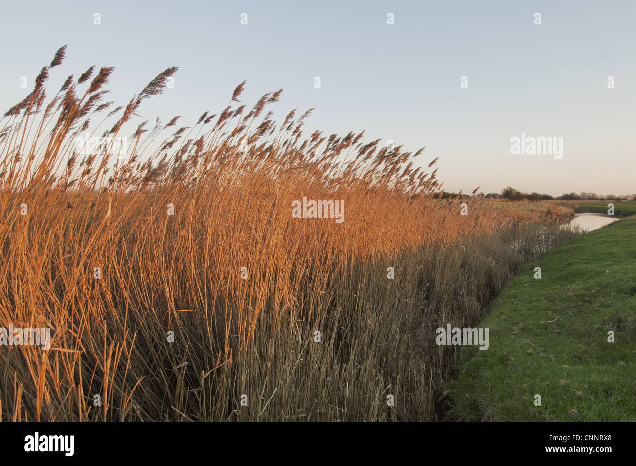 Common Reed (Phragmites australis) reedbed and grazing marsh habitat at ...