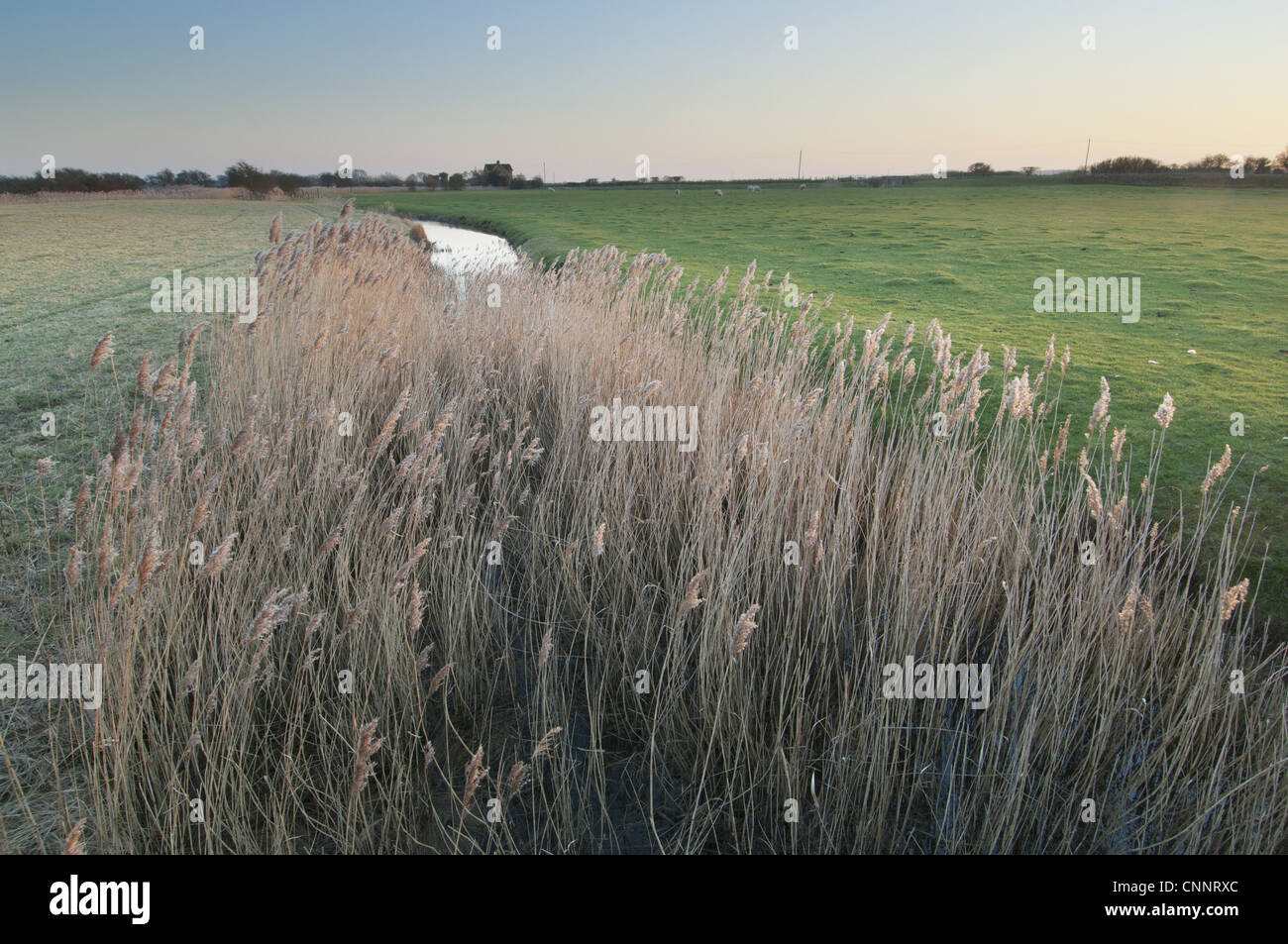 Common Reed (Phragmites australis) reedbed and grazing marsh habitat at ...