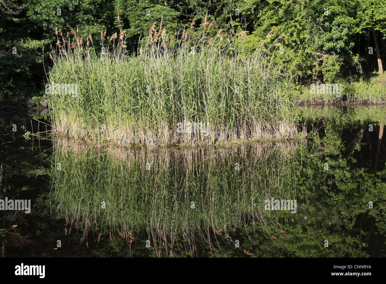 Clump of reeds hi-res stock photography and images - Alamy
