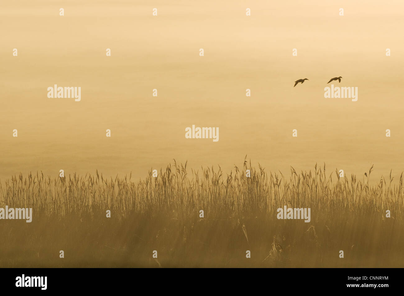 Common Reed Phragmites australis reedbed habitat ducks flight ...