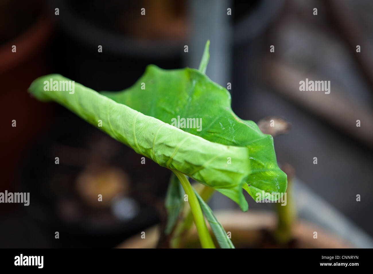 Unfurling leaf pattern hi-res stock photography and images - Alamy