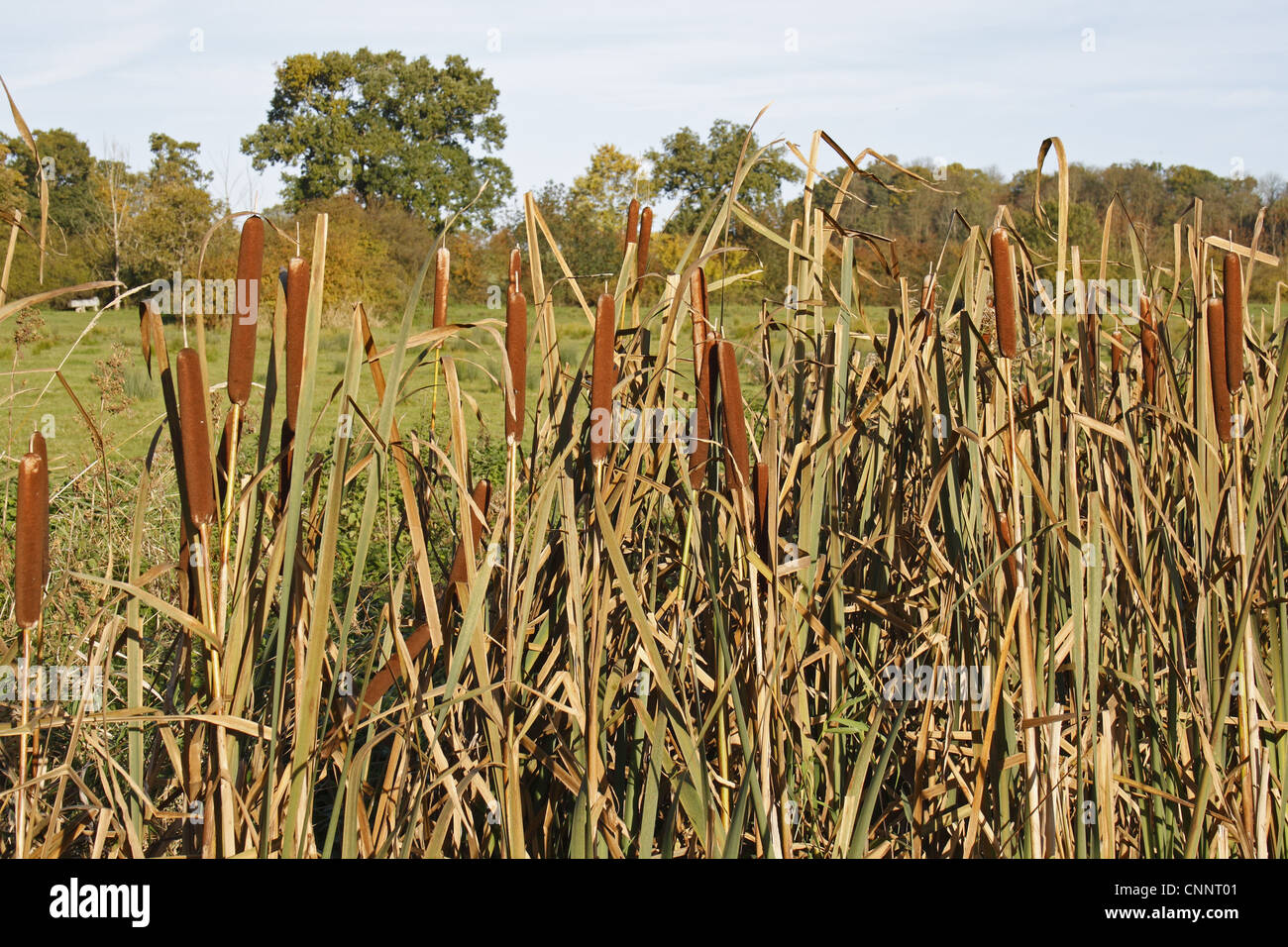 Great Reedmace Typha latifolia flowerheads growing ditch unimproved wet ...