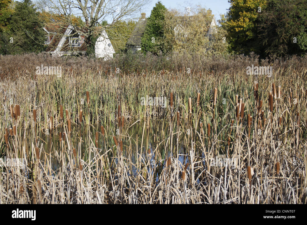 Great reedmace typha latifolia hi-res stock photography and images - Alamy