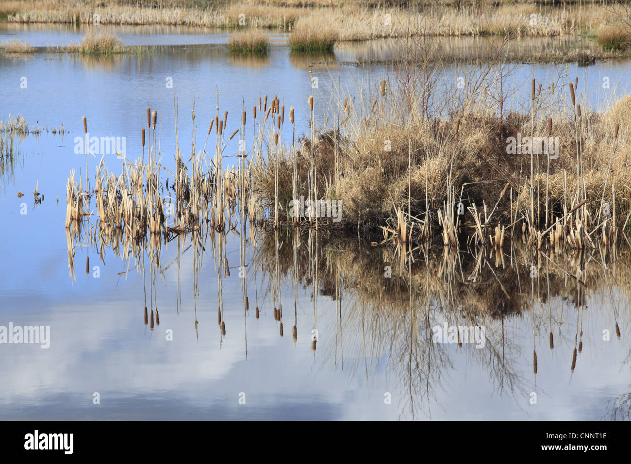 Great Reedmace (Typha latifolia) seedheads, reflected in pond on raised ...