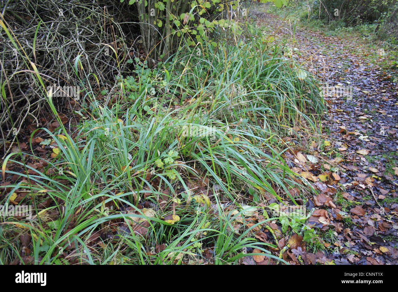 Pendulous sedge uk hi-res stock photography and images - Alamy