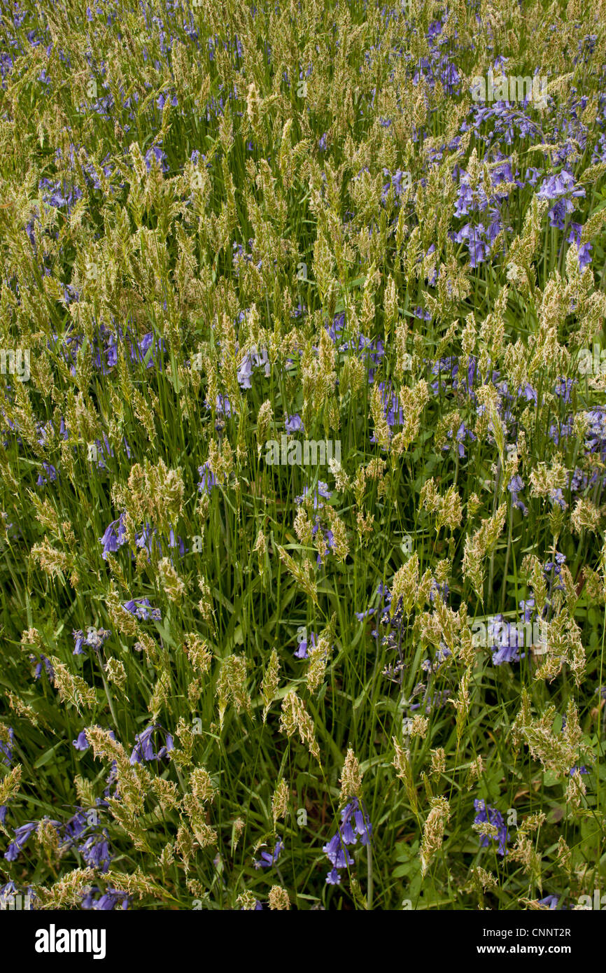 Sweet Vernal Grass Anthoxanthum odoratum Bluebell Endymion non-scriptus ...