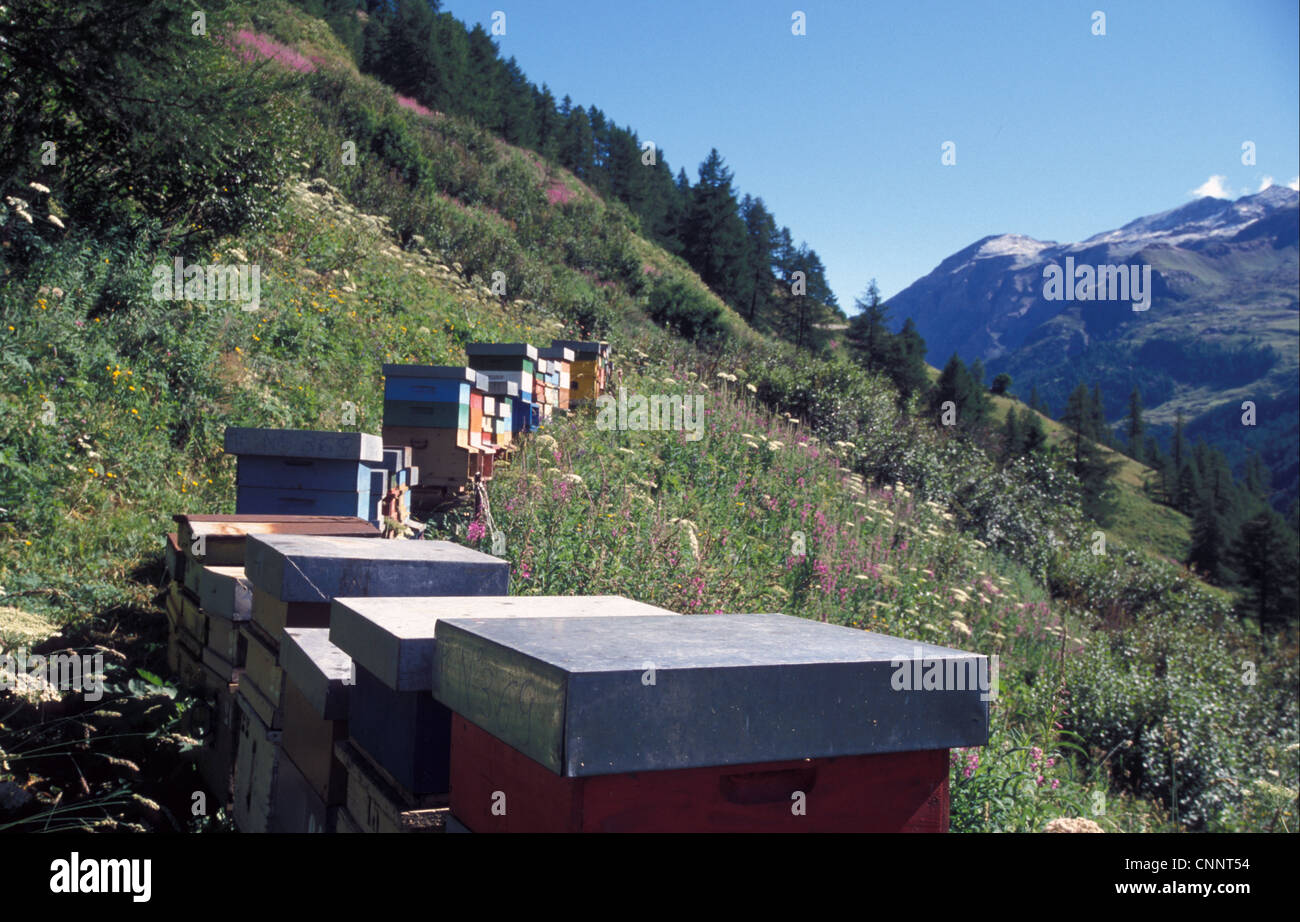 Bee Keeping - Alpine Bee hives - Gran Paradiso NP. Italy Stock Photo ...