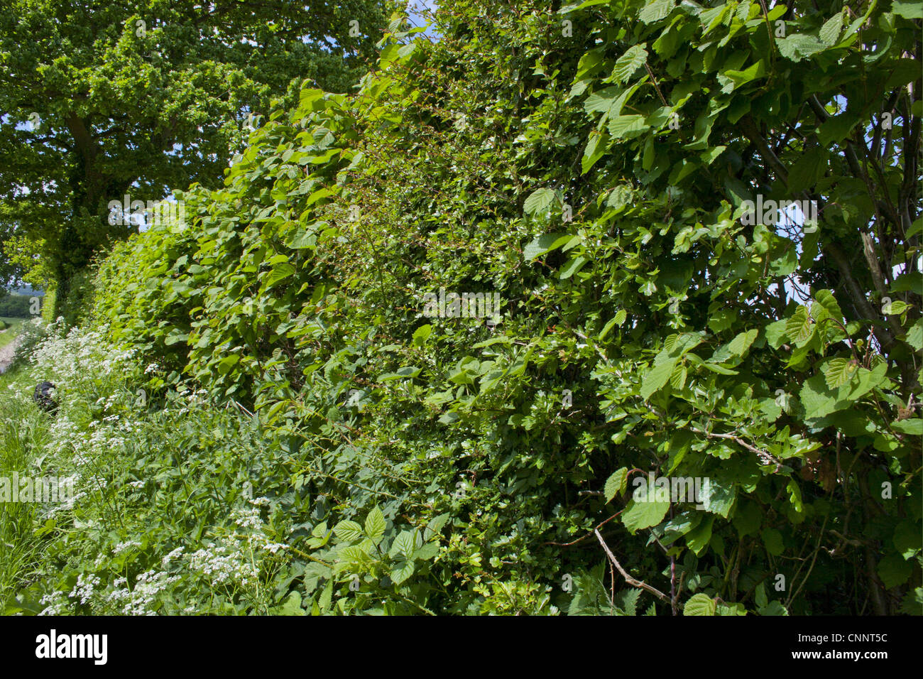 English hedgerow plants hi-res stock photography and images - Alamy
