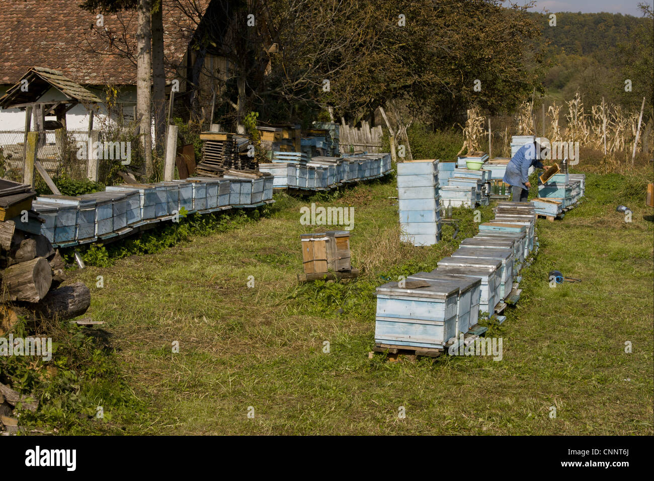 Bee keeping, beekeeper amongst hives in old Saxon village, Mesendorf ...