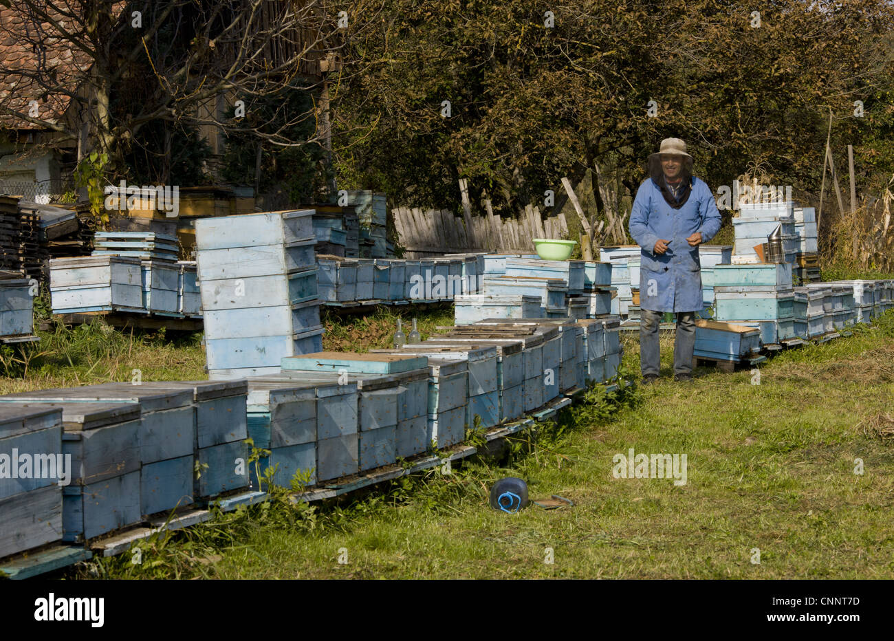 Bee keeping, beekeeper amongst hives in old Saxon village, Mesendorf ...