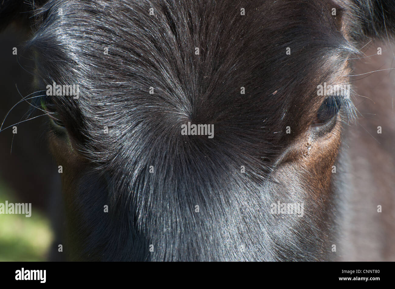 Cows head and shoulder hi-res stock photography and images - Alamy