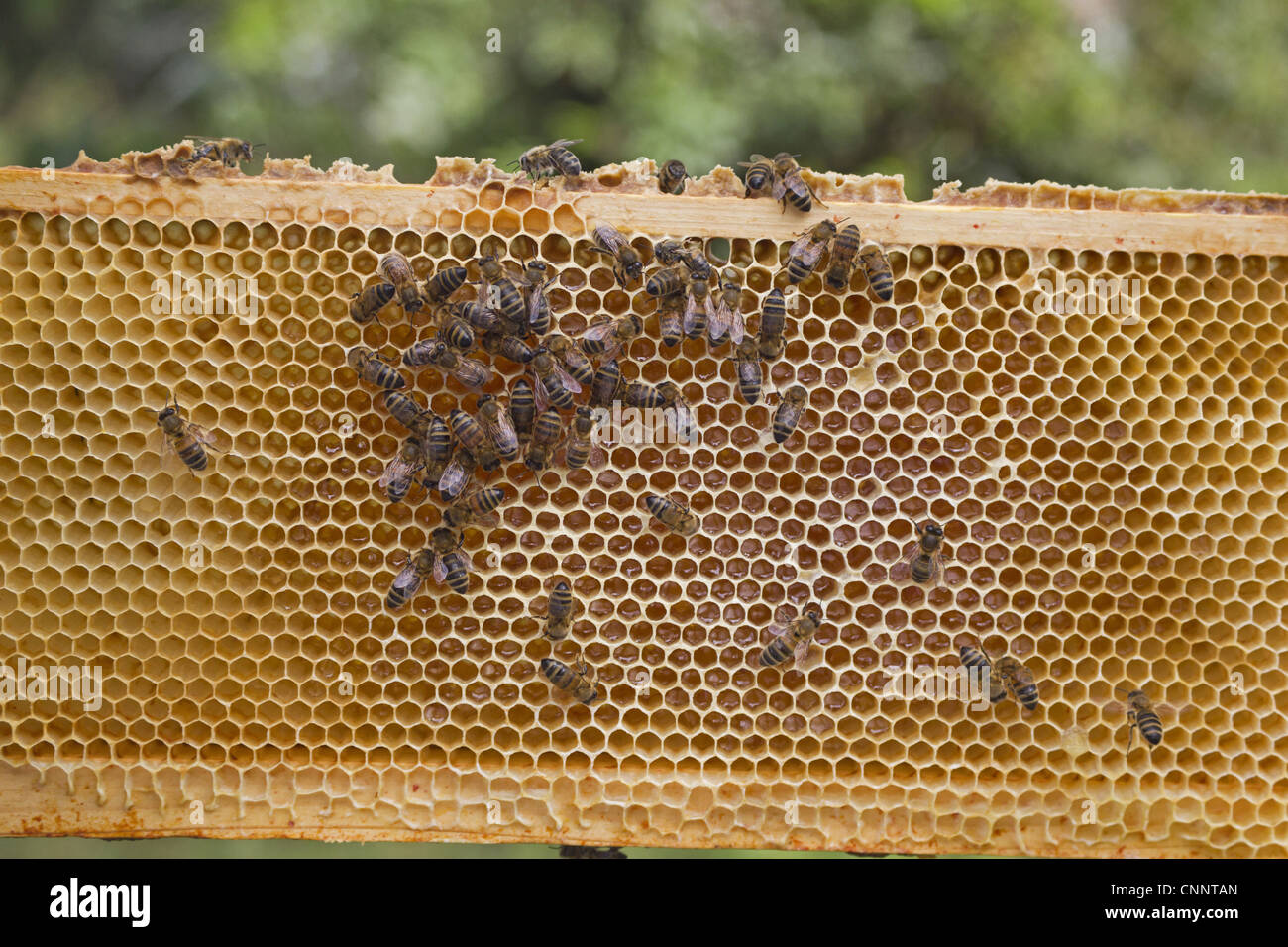 Uk bee keeping hi-res stock photography and images - Alamy