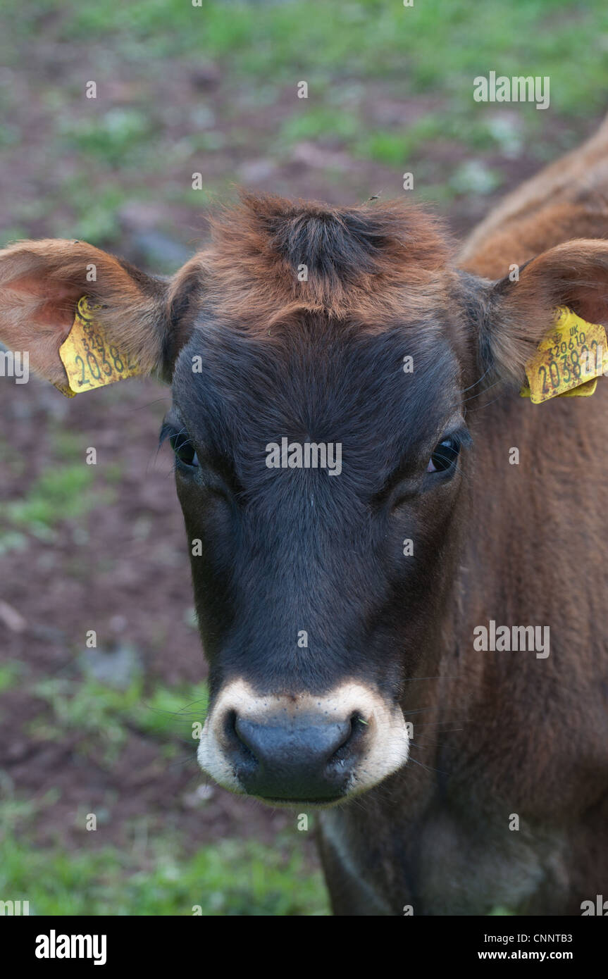 Cow Head Close Up High Resolution Stock Photography and Images - Alamy
