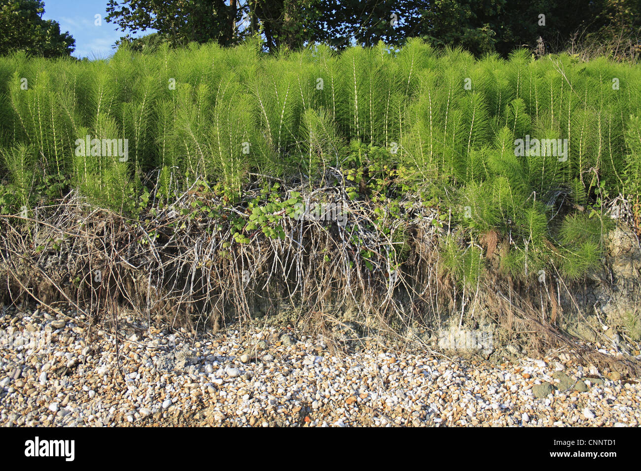 Giant Horsetail Equisetum telmateia patch exposed roots growing eroding ...