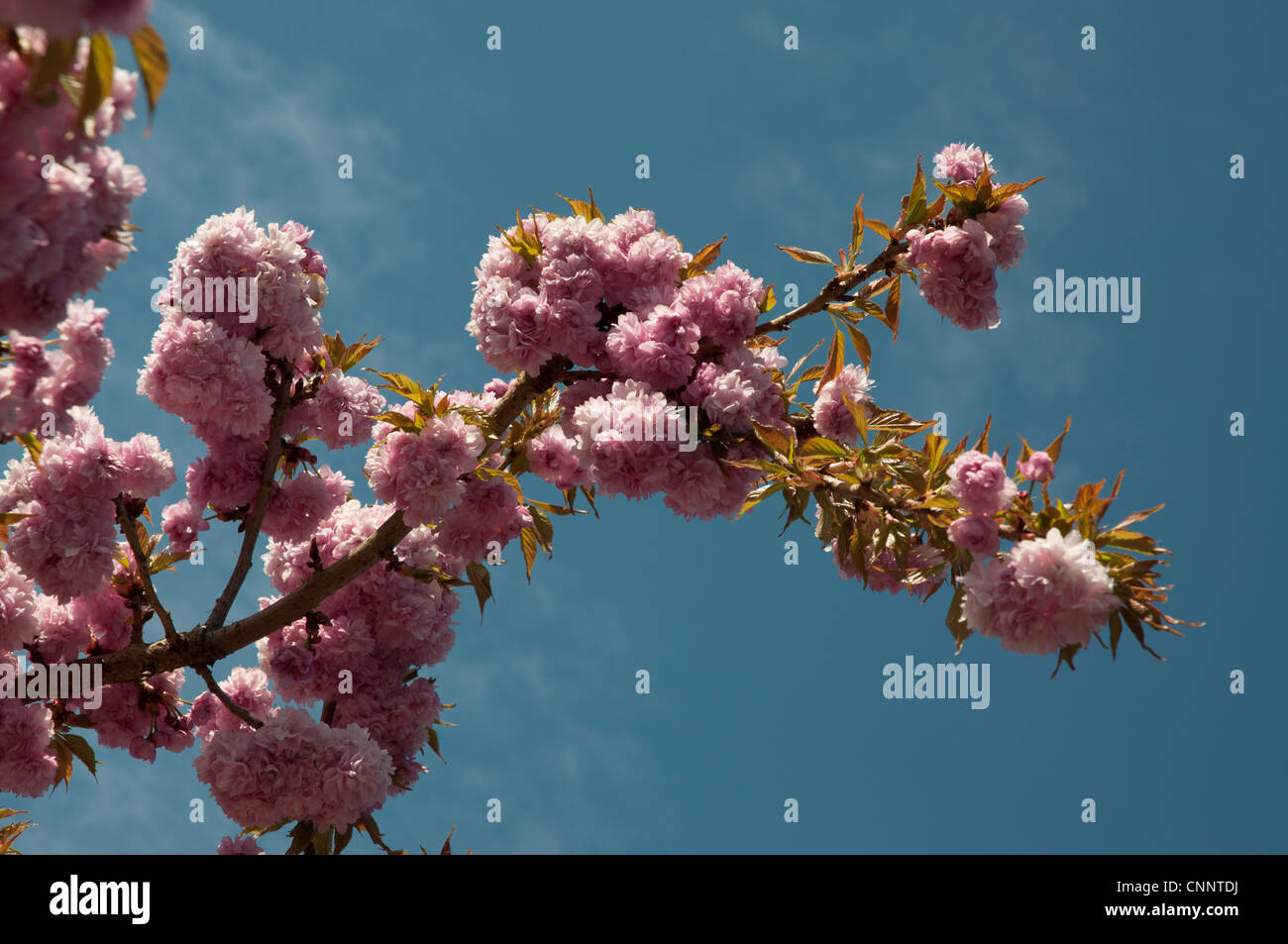 Full tree hi-res stock photography and images - Alamy