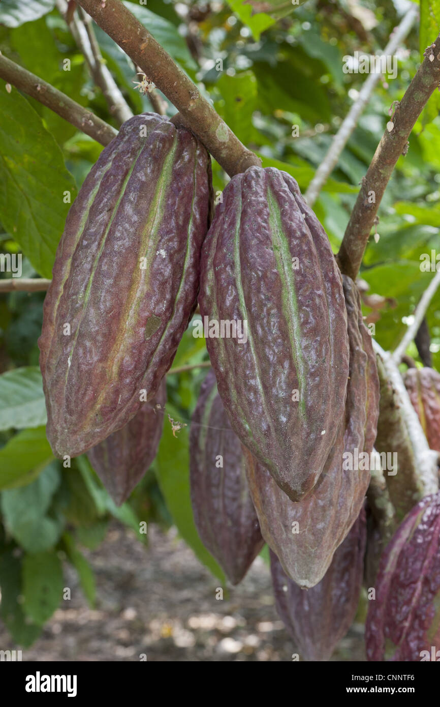 Cocoa (Theobroma cacao) crop, close-up of pods, Ecuador Stock Photo - Alamy