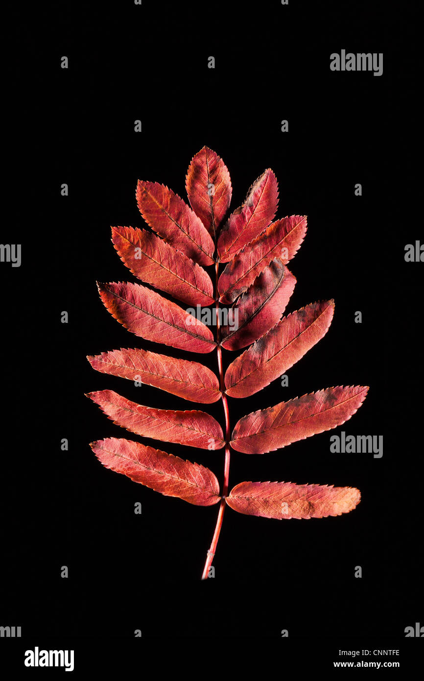 Rowan Leaf High Resolution Stock Photography and Images - Alamy