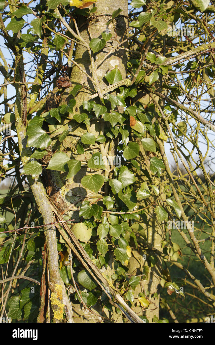 Ivy (Hedera helix) leaves, climbing tree trunk in hedgerow, Bacton ...