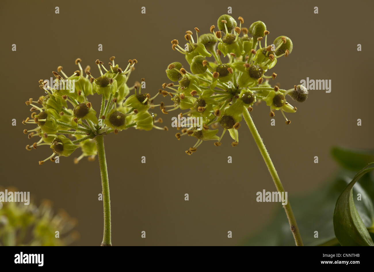 Common Ivy (Hedera helix) close-up of flowers, England, october Stock ...
